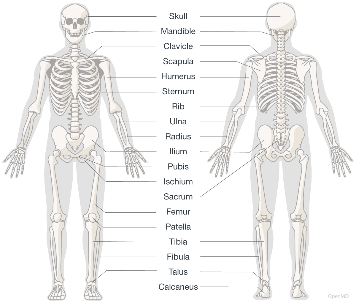 Introduction To The Skeletal System
